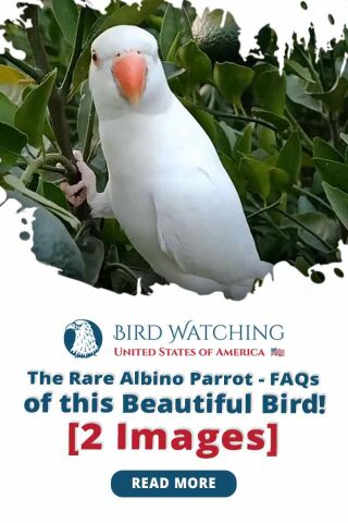 The Rare Albino Chicken: FAQs of this Beautiful Bird! [2 Images]