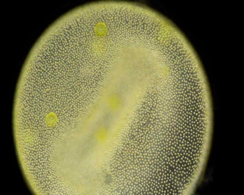 Are Birds Animals? What’s their role in the Animal Kingdom?