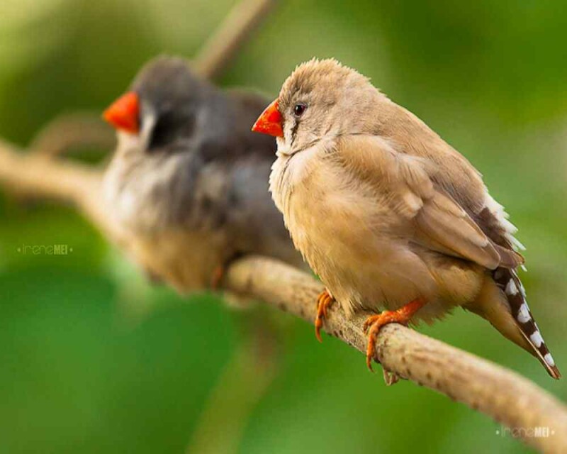 Are Birds Animals? What’s their role in the Animal Kingdom?