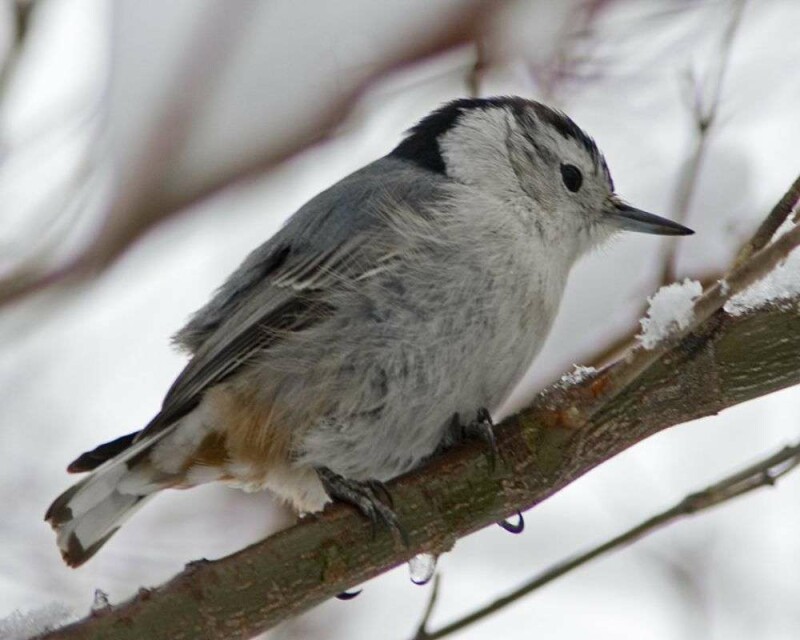 Are Birds Cold-Blooded? Why Don't They Freeze To Death!?