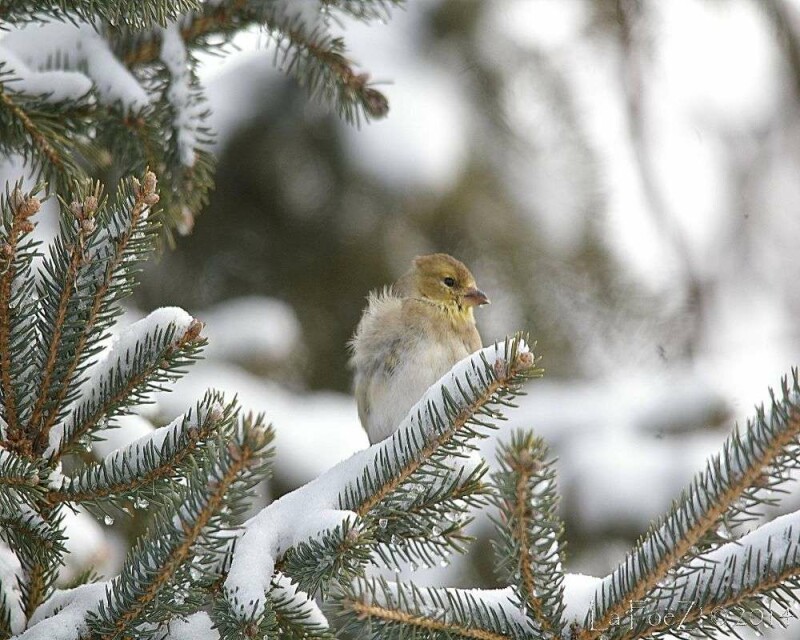 Are Birds Cold-Blooded? Why Don't They Freeze To Death!?