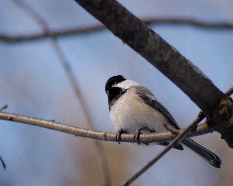 Are Birds Cold-Blooded? Why Don't They Freeze To Death!?