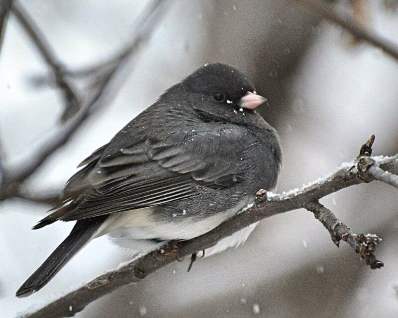 Are Birds Cold-Blooded? Why Don't They Freeze To Death!?