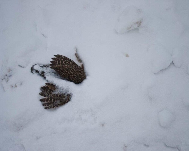 Are Birds Cold-Blooded? Why Don't They Freeze To Death!?