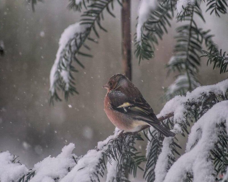 Are Birds Cold-Blooded? Why Don't They Freeze To Death!?