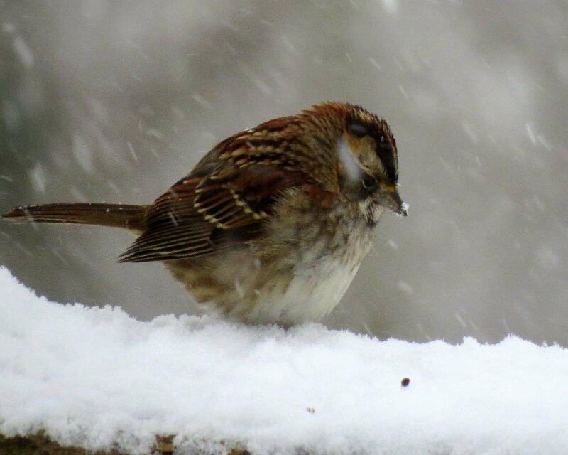 Are Birds Cold-Blooded? Why Don't They Freeze To Death!?