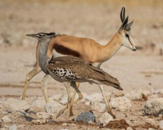 Are Birds Mammals, Reptiles, Or Something Else? And Why?