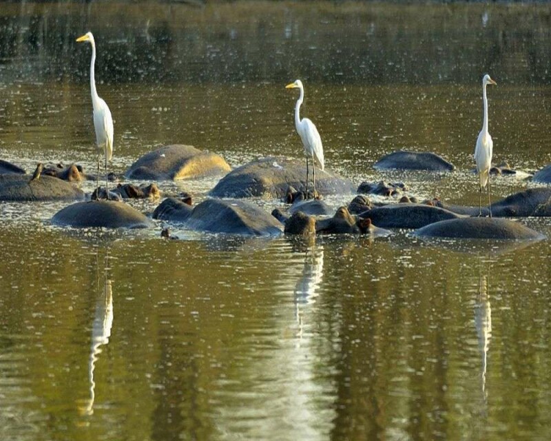 Are Birds Mammals, Reptiles, Or Something Else? And Why?