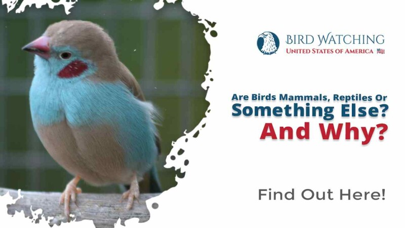 Are Birds Mammals, Reptiles, Or Something Else? And Why?