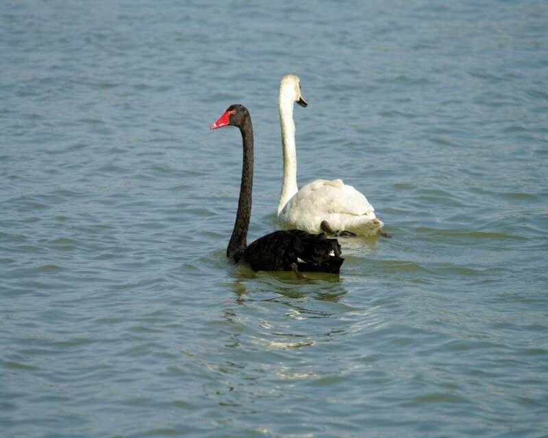 Are Black Swans Rare? The Best Way To Find Them!