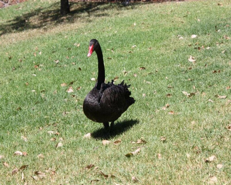 Are Black Swans Rare? The Best Way To Find Them!
