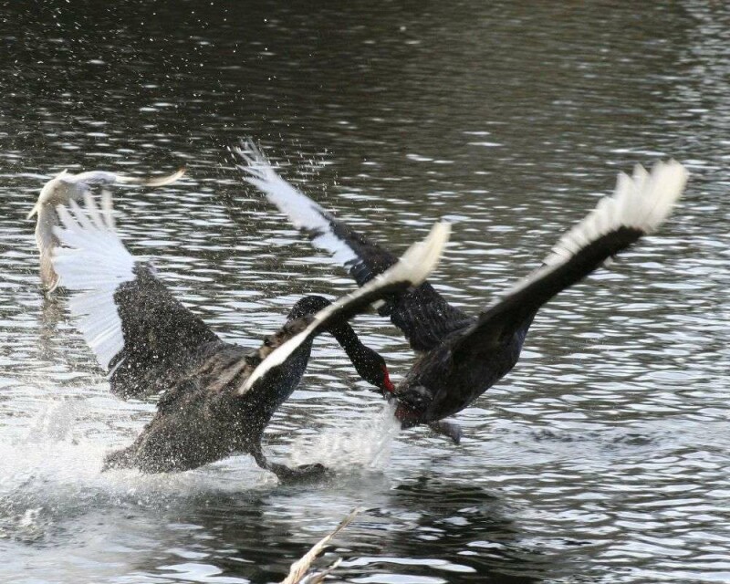 Are Black Swans Rare? The Best Way To Find Them!