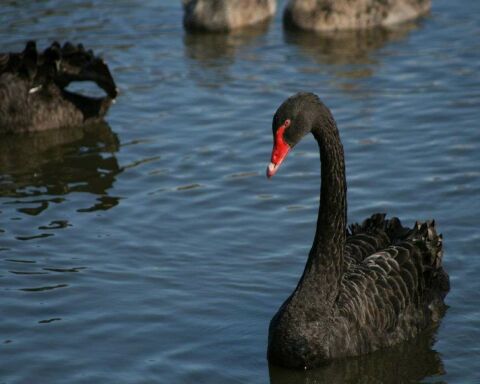 Are Black Swans Rare? The Best Way To Find Them!