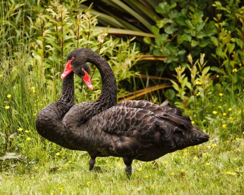 Are Black Swans Rare? The Best Way To Find Them!