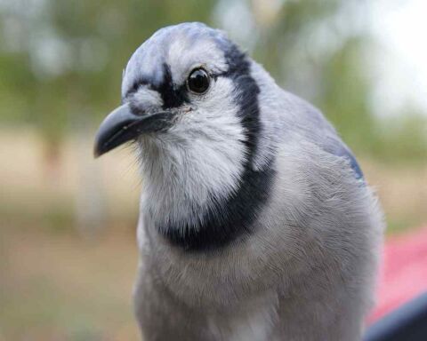 Why Are Blue Jays So Mean and Aggressive to Other Birds?