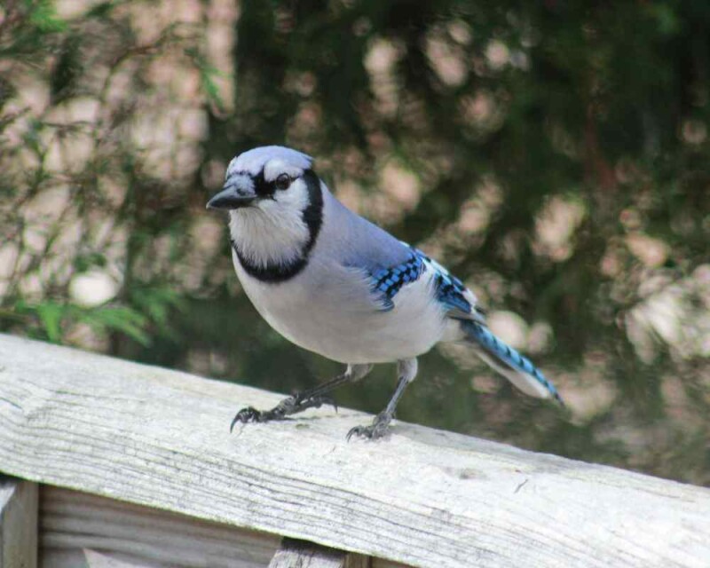 Why Are Blue Jays So Mean and Aggressive to Other Birds?