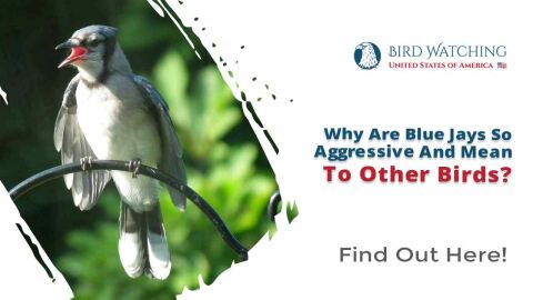 Why Are Blue Jays So Mean and Aggressive to Other Birds?