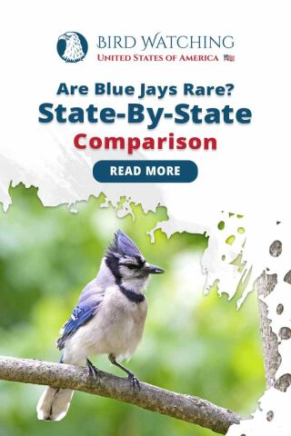 Are Blue Jays Rare? State By State Comparison