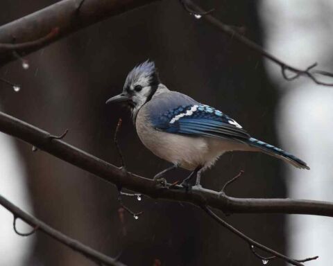 Are Blue Jays Rare? State By State Comparison