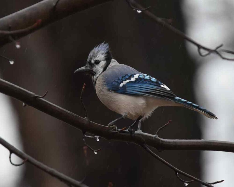Are Blue Jays Rare? State By State Comparison