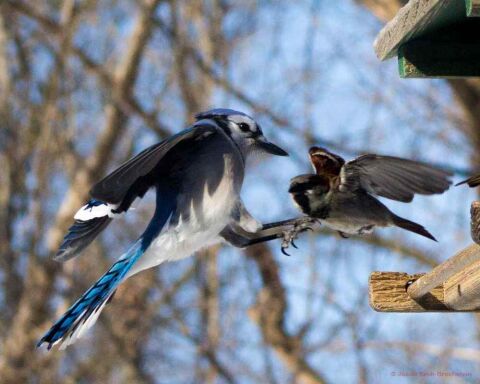 Are Blue Jays Rare? State By State Comparison