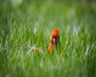 Are Cardinals Aggressive? Humans & Other Birds, Beware!