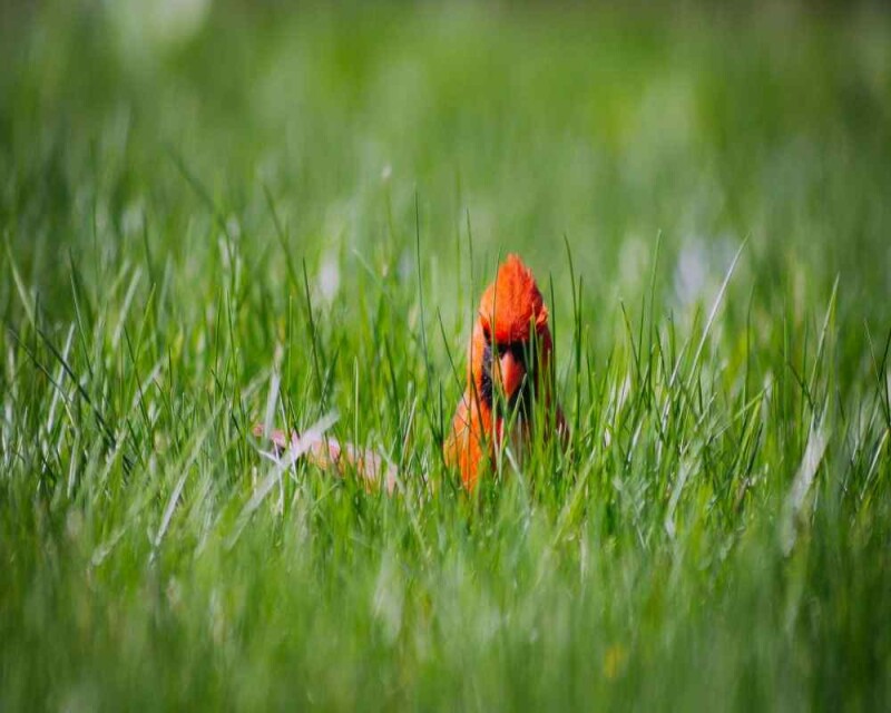 Are Cardinals Aggressive? Humans & Other Birds, Beware!