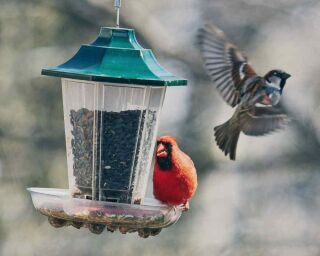 Are Cardinals Aggressive? Humans & Other Birds, Beware!