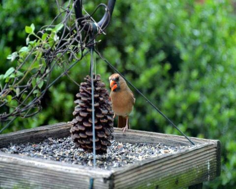 Are Cardinals Aggressive? Humans & Other Birds, Beware!