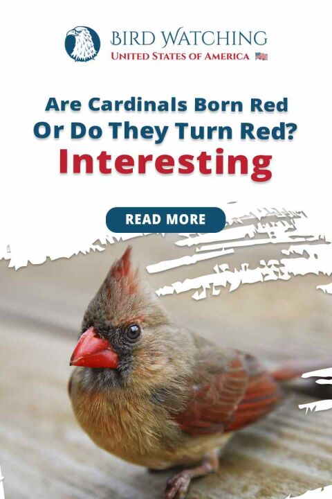 Are Cardinals Born Red Or Do They Turn Red Interesting are-cardinals-born-red-or-do-they-turn-red-interesting