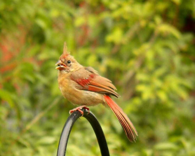 Are Cardinals Born Red Or Do They Turn Red Interesting are-cardinals-born-red-or-do-they-turn-red-interesting