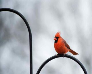 Are Cardinals Born Red or Do They Turn Red? Interesting