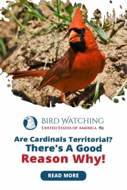 Are Cardinals Aggressive? Humans & Other Birds, Beware!