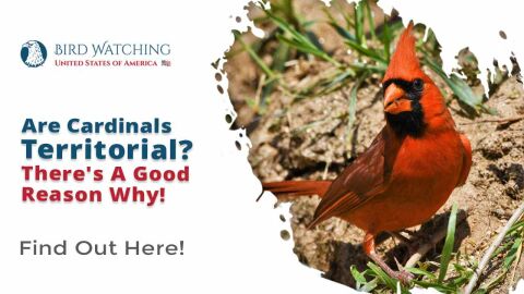 42 Amazing Cardinal Facts You Probably Didn't Know!