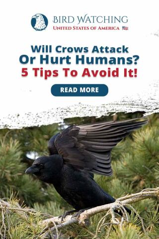 Will Crows Attack or Hurt Humans? 5 Tips to Avoid It!