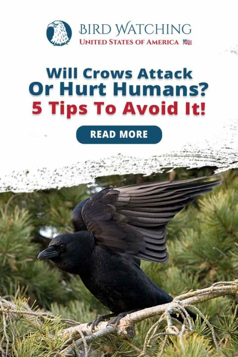 Will Crows Attack or Hurt Humans? 5 Tips to Avoid It!