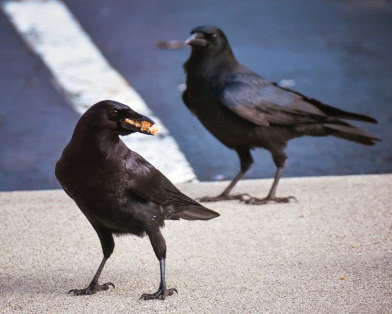 Will Crows Attack or Hurt Humans? 5 Tips to Avoid It!