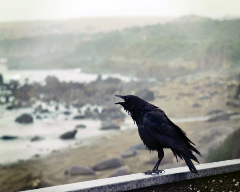 Will Crows Attack or Hurt Humans? 5 Tips to Avoid It!