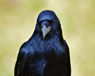 Will Crows Attack or Hurt Humans? 5 Tips to Avoid It!