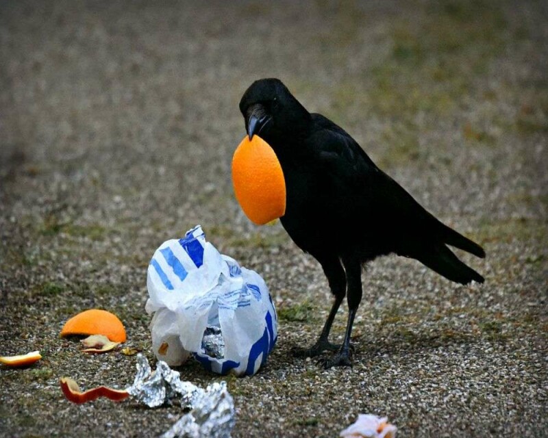 Will Crows Attack or Hurt Humans? 5 Tips to Avoid It!
