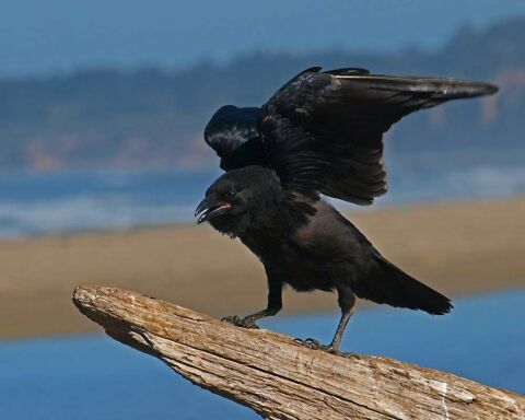 Will Crows Attack or Hurt Humans? 5 Tips to Avoid It!