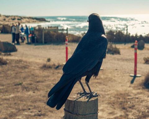 Will Crows Attack or Hurt Humans? 5 Tips to Avoid It!