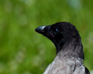 Are Crows Good or Bad Luck? Cultural Myths & Superstitions