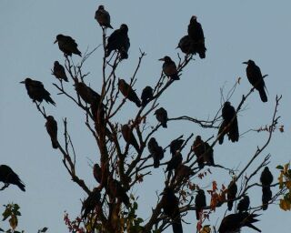 Are Crows Good or Bad Luck? Cultural Myths & Superstitions