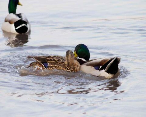 Are Ducks Aggressive or Territorial? Will They Bite You?