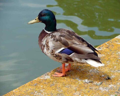 Are Ducks Aggressive or Territorial? Will They Bite You?