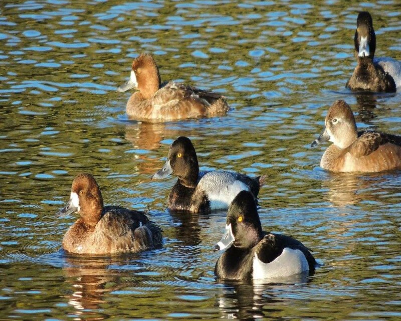 How smart are Ducks? Comparison with other animals!