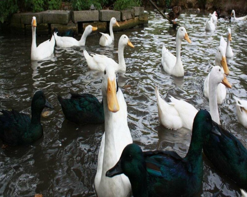 How smart are Ducks? Comparison with other animals!