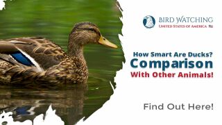 How Do Ducks Sleep? 12 Interesting Facts!