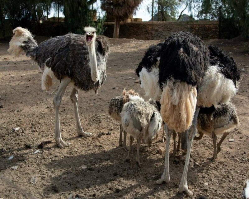 Are Ostriches Aggressive? How Dangerous Are They Really?